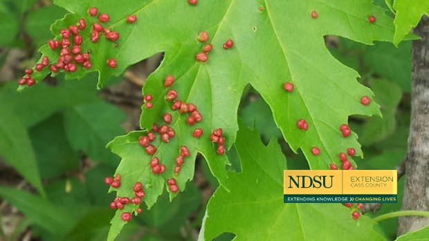 What’s Causing the Bumps on Area Maple Leaves? – Everybody's Yard ...