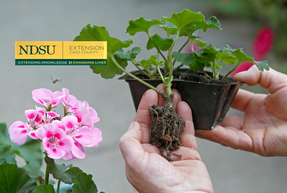 How to Root Geranium Cuttings – Everybody's Yard & Garden Guide