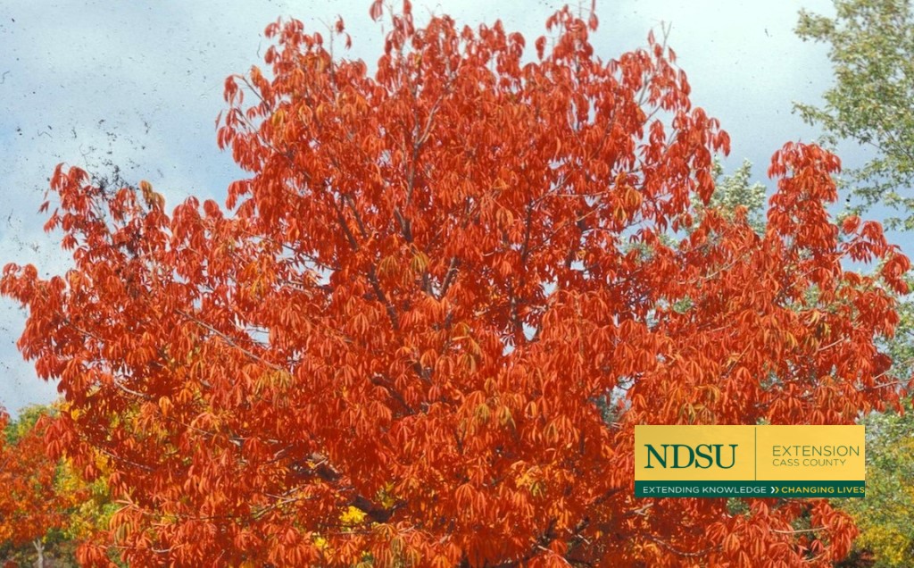 Four Beautiful Hardy Buckeyes for Northern Planting – Everybody's Yard ...
