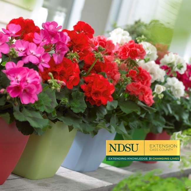 How to Root Geranium Cuttings – Everybody's Yard & Garden Guide